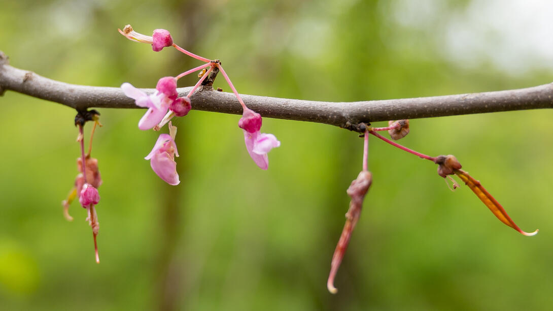 Redbud | CMP Tree Selection Tool